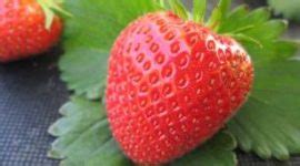 Сорта клубники: описание, фото, отзывы садоводов