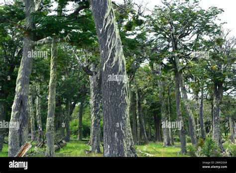 Lenga Haya Austral Or Lenga Beech Nothofagus Pumilio Is A Deciduous