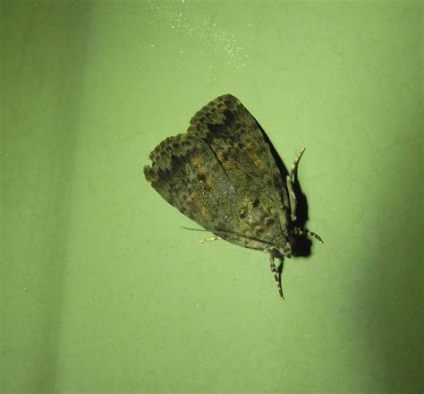 Labanda April 2020 Northern Territory Dominic Funnell Flickr