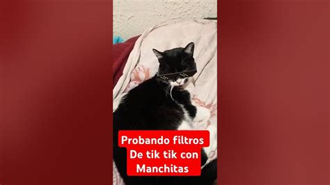 Probando Filtros De Tik Tok Con Manchitas Music Gatos Gatosgrasiosos