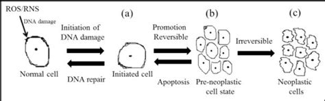 Carcinogenesis Initiation Promotion Progression