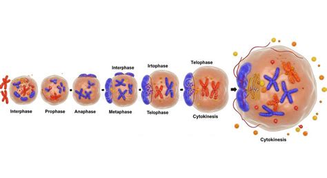 Interphase Stage Of Cell Division Stock Vector Illustration Of Cell