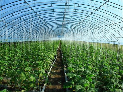 浅谈温室大棚的土壤酸化问题和解决方案