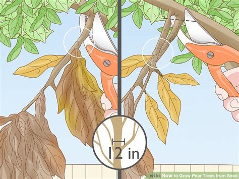 How To Grow Pear Trees From Seed With Pictures WikiHow