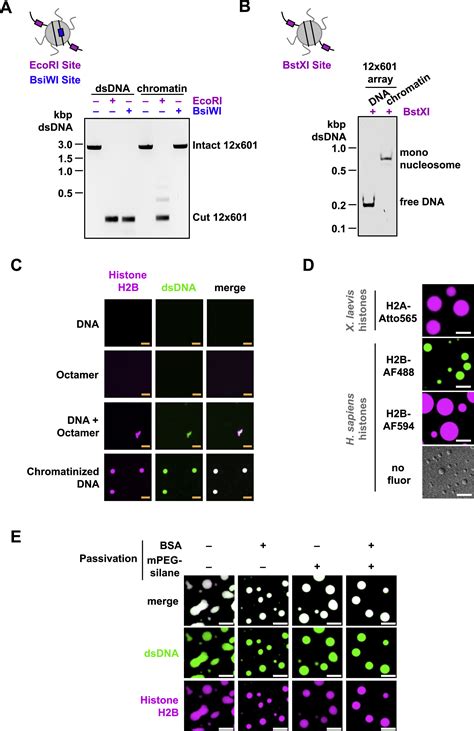 Organization Of Chromatin By Intrinsic And Regulated Phase Separation Cell
