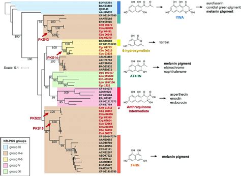 Phylogenetic Dereplication Of Polyketide Synthases Related To Melanin