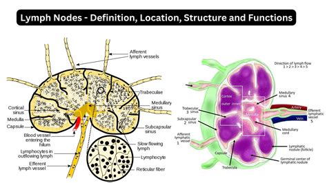dendritic cell definition location structure types functions
