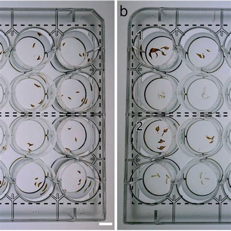 Pcr Using Sex Specific Primers On Sporophytes Derived From Crosses