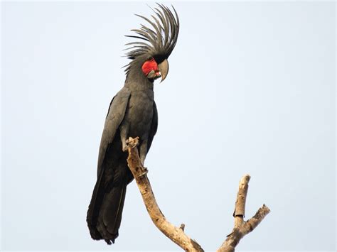 Чёрный какаду - eBird