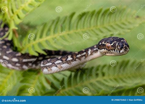 Australian Diamond Python Stock Image Image Of Australia 298875463
