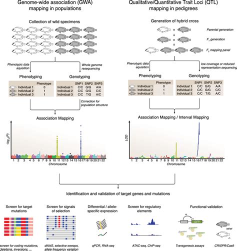 From Cichlid Phenotypes To Genotypes To Functional Validation Over The Download Scientific
