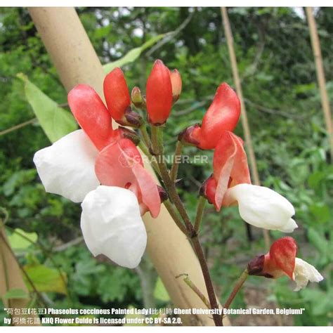 Graines Seeds Haricot Despagne Nain Hestia Rouge Et Blanc