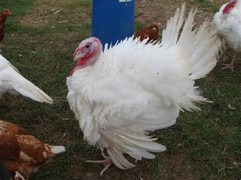 Cindy Anderson Deetz