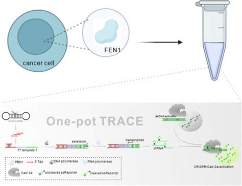 Detection Of Cancer Marker Flap Endonuclease 1 Using One Pot