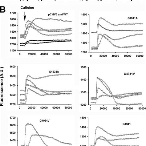 Expression And Caffeine Induced Ca 2 Release Of Wild Type And Mutant