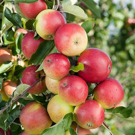 Apple Co2 Extract СО2 екстракти від виробника