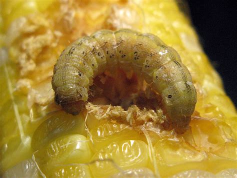 Corn Earwormtomato Fruitworm Usu