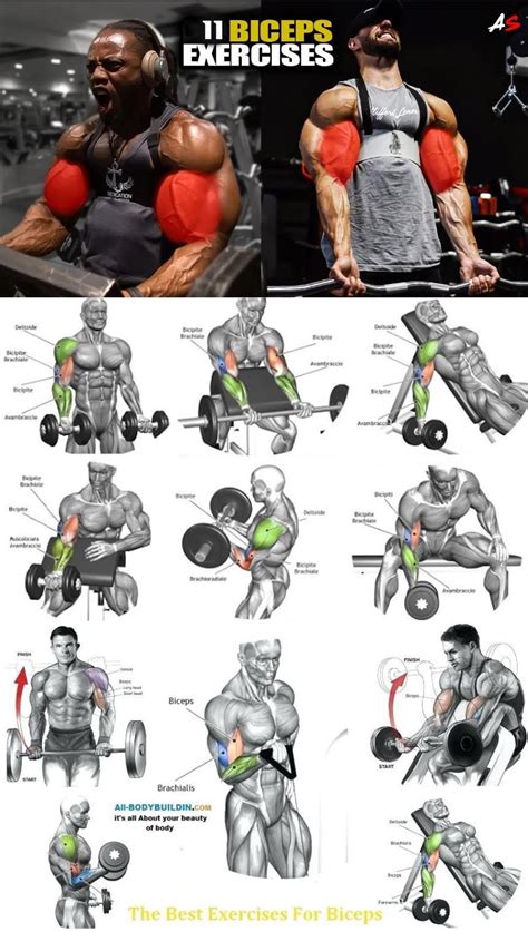 Diagram Of Triceps And Biceps Bicep Muscles Anatomy