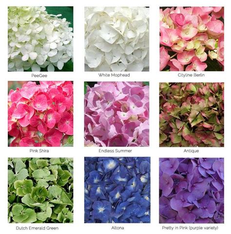 Hydrangea Varieties Image With Names Hydrangea Care Dried Hydrangeas