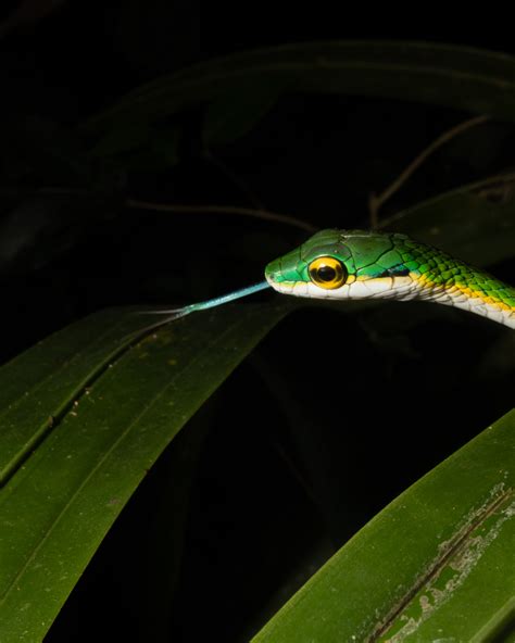 Somosnaturalistas Naturaleza Y Ciencia Ciudadana Resultados Del