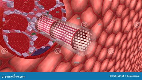 Myofibril Whose Group Consists Of Contractile Fibers Running Parallel Along The Length Of The