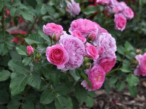 Rosa „Renée van Wegberg“ – Baumschule Frank