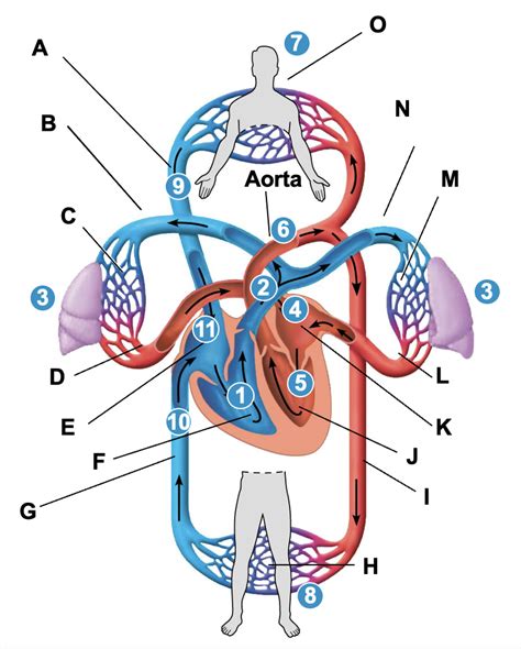 Ch42 Diagram Of Circulatory System Diagram Quizlet Ch42 Diagram Of Circulatory System Diagram Quizlet
