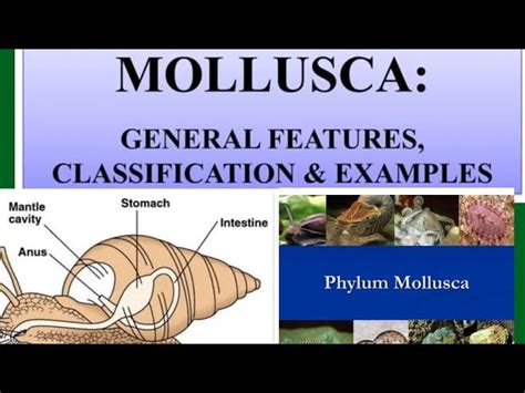 Phylum Mollusca Examples Phylum Mollusca An Overview Of Biodiversity