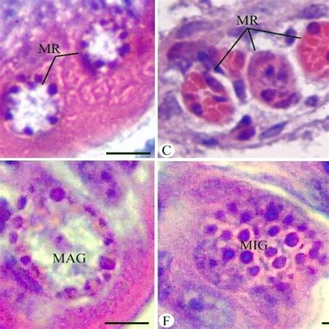 Sections Stained With Hematoxylin And Eosin Hande For The Infected Download Scientific Diagram
