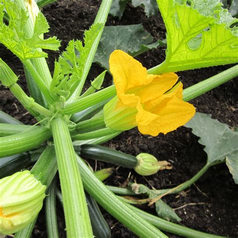 Zucchini Plant Images