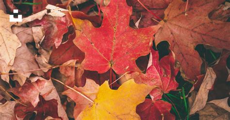 갈색과 빨간색 단풍 나무 잎 사진 Unsplash의 무료 프로비던스 이미지