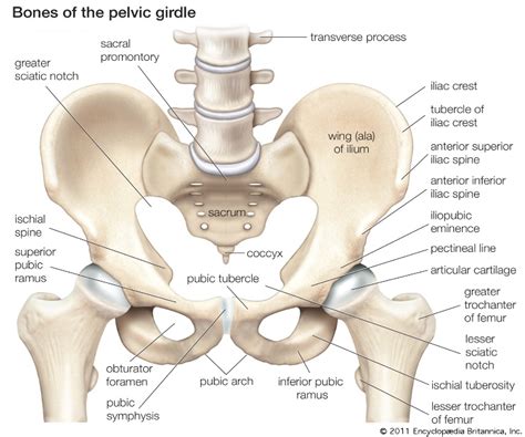 Human Skeletal System Appendicular Skeleton 1 Forensics Digest