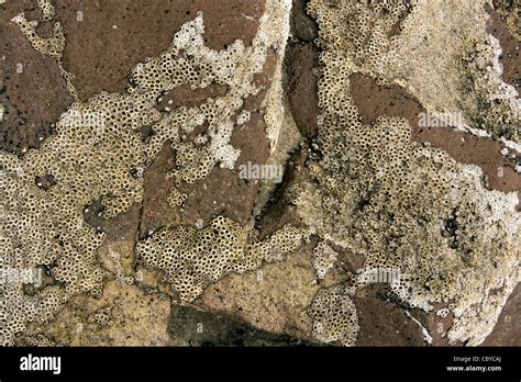 Barnacle Patterns Cape Cross Seal Reserve Near Henties Bay Namibia