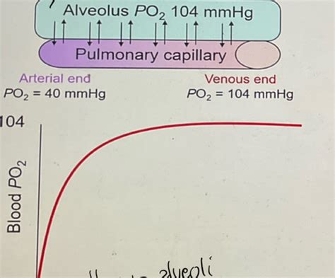 Structure And Function Of Resp System Part 1 Flashcards Quizlet