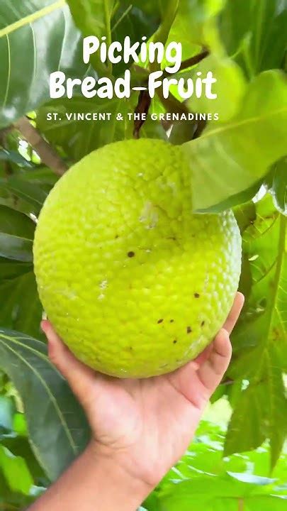 Picking Breadfruit In St Vincent And The Grenadines Island Harvest