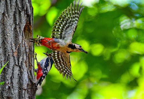 오색딱따구리 육추 8