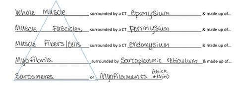 Chapter 10 Biol 2401 R Jones Flashcards Quizlet