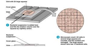 Direct Microscopic Counts Principle Procedure Uses