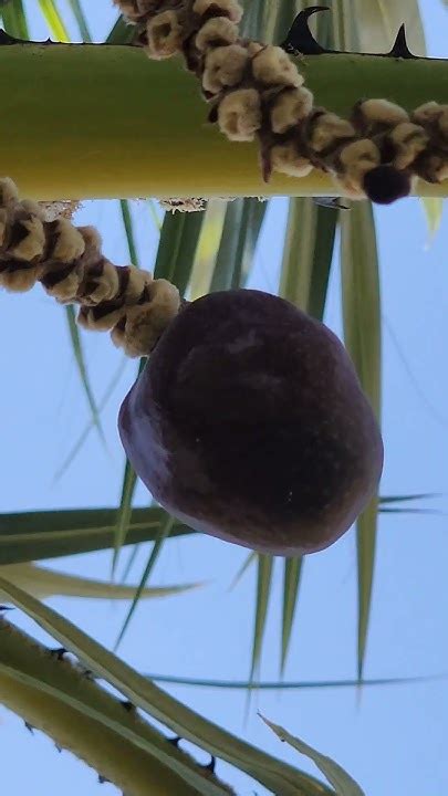 جمال نخيل الدوم في أسوان Youtube