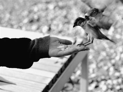 Keeping The Birds Safe Bird Protection Bird Buddy Blog