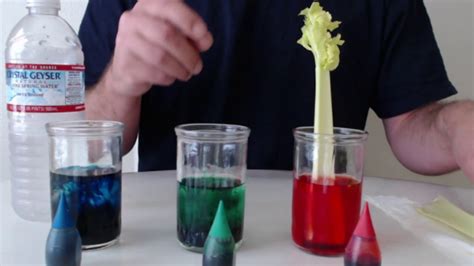 Capillary Action Celery