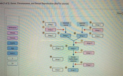 Sis 1 Of 3 Genes Chromosomes And Sexual Chegg