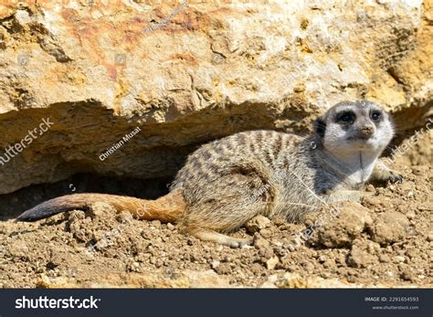 171 Genus Mongoose Images Stock Photos Vectors Shutterstock