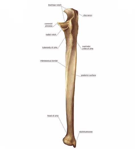 Ulna