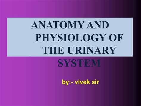 Urinary System Pptxpptx