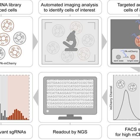 Imaging Based Pooled Crispr Screen Schematic Of Imaging Based Pooled Download Scientific