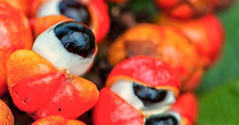Guaraná Cipó Da Amazônia O Que é Principais Usos E Benefícios
