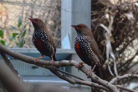 Paringa Caravan Parkfacilities