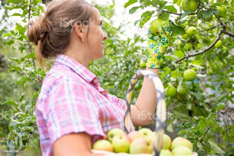 고리버들 바구니를 들고 과일 나무에서 사과를 수확하는 아름다운 젊은 여성 농업과 원예의 개념 개념에 대한 스톡 사진 및 기타 이미지 Istock