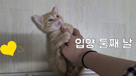 너무귀여운 아기고양이 입양 둘째 날♥ Vlogㅣ초보집사ㅣ성장일기ㅣ고양이브이로그 Youtube